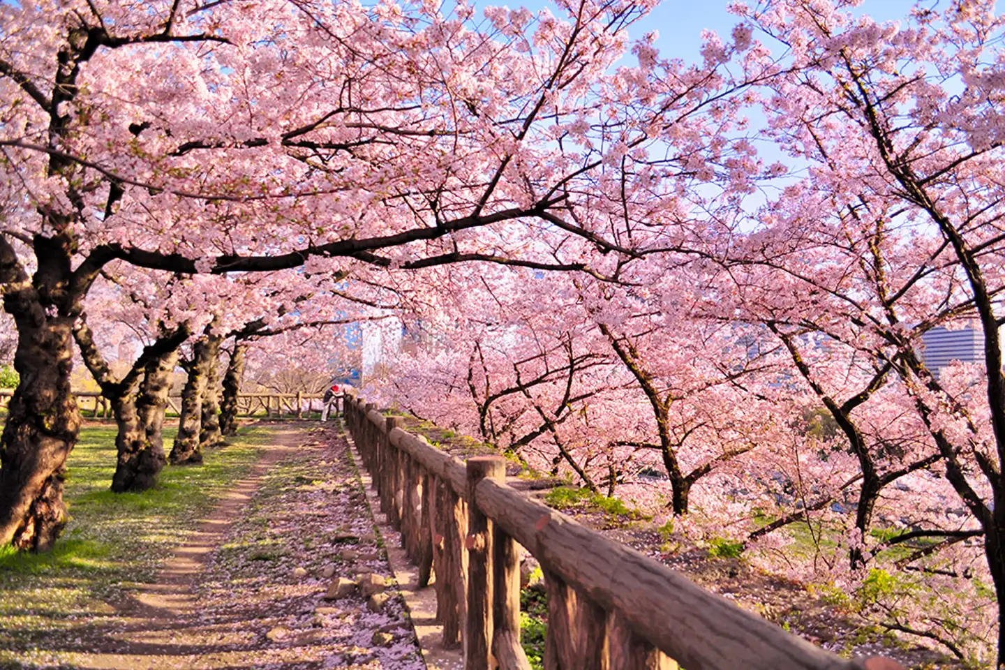 The best place to see cherry blossoms: Travelers’ tips