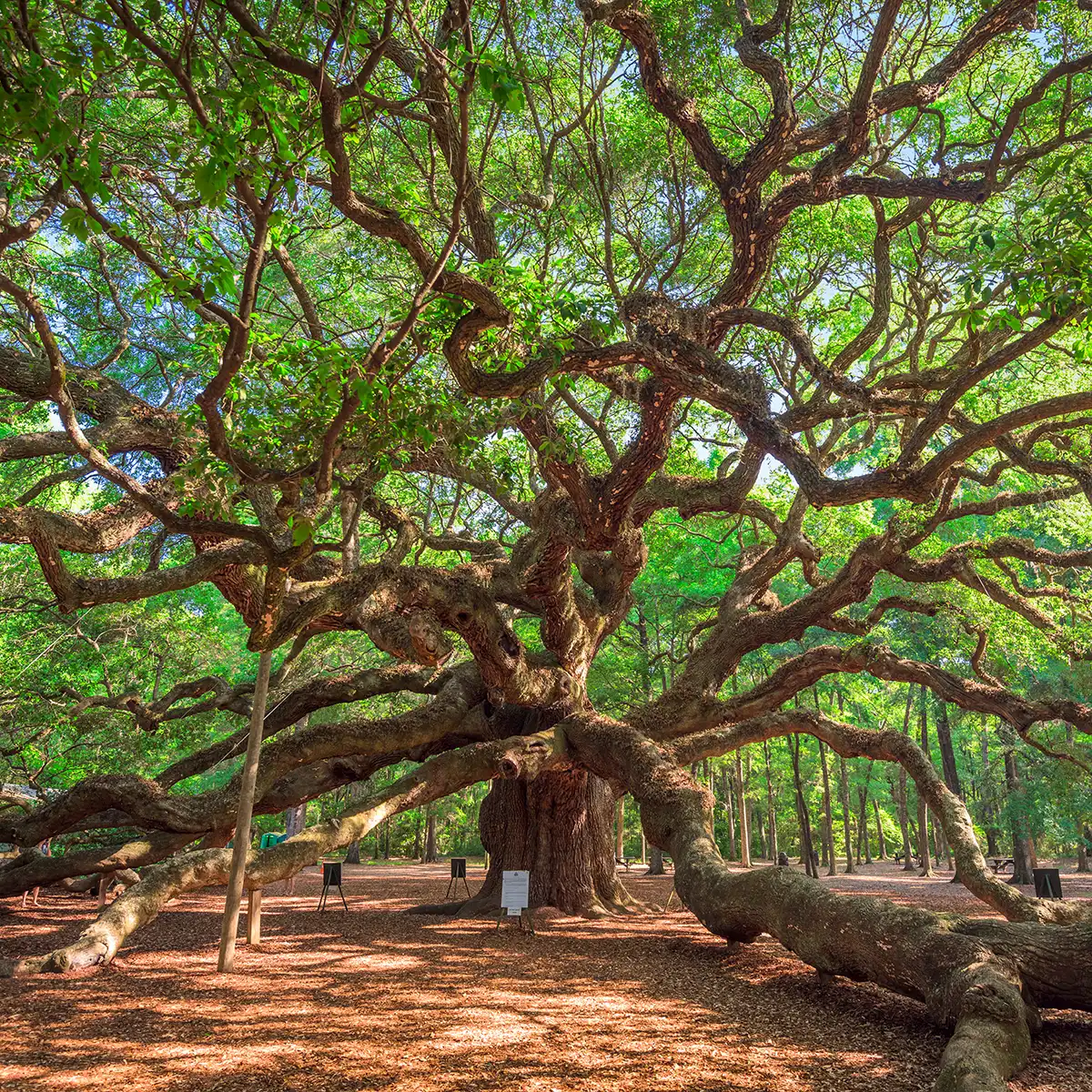 Charleston in summer: best things to do and see
