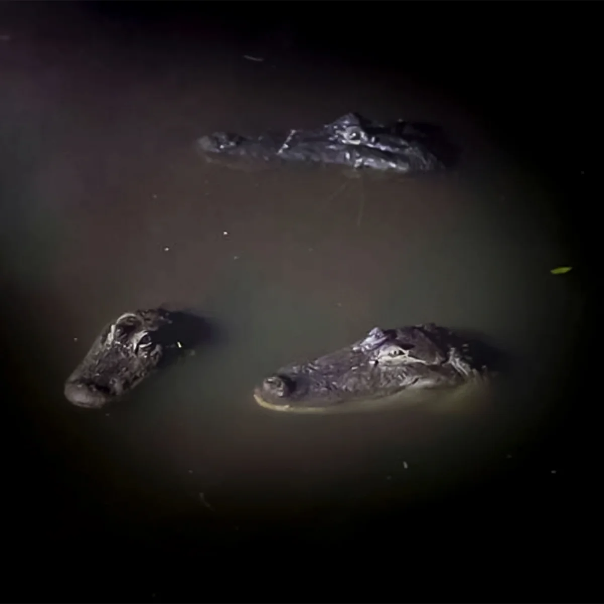 10 Epic Things To Do in Orlando At Night