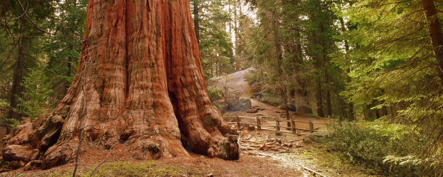 Best Time of Year to Visit Sequoia and Kings Canyon National Park