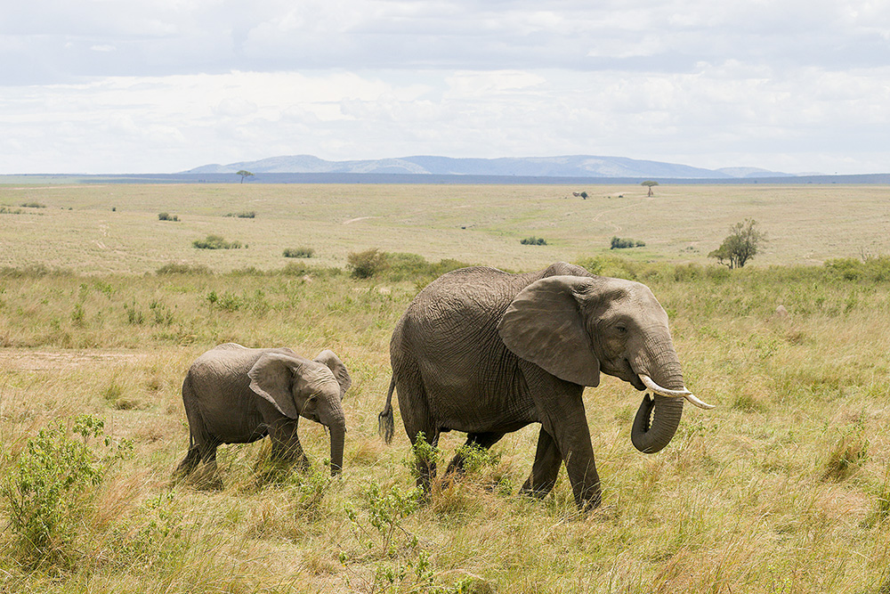 A Guide to the Best National Parks in Kenya