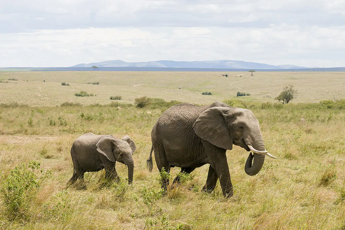 Guide des meilleurs parcs nationaux du Kenya