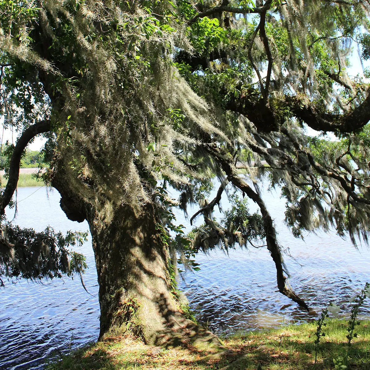 Charleston’s unmissable landmarks and historical sights