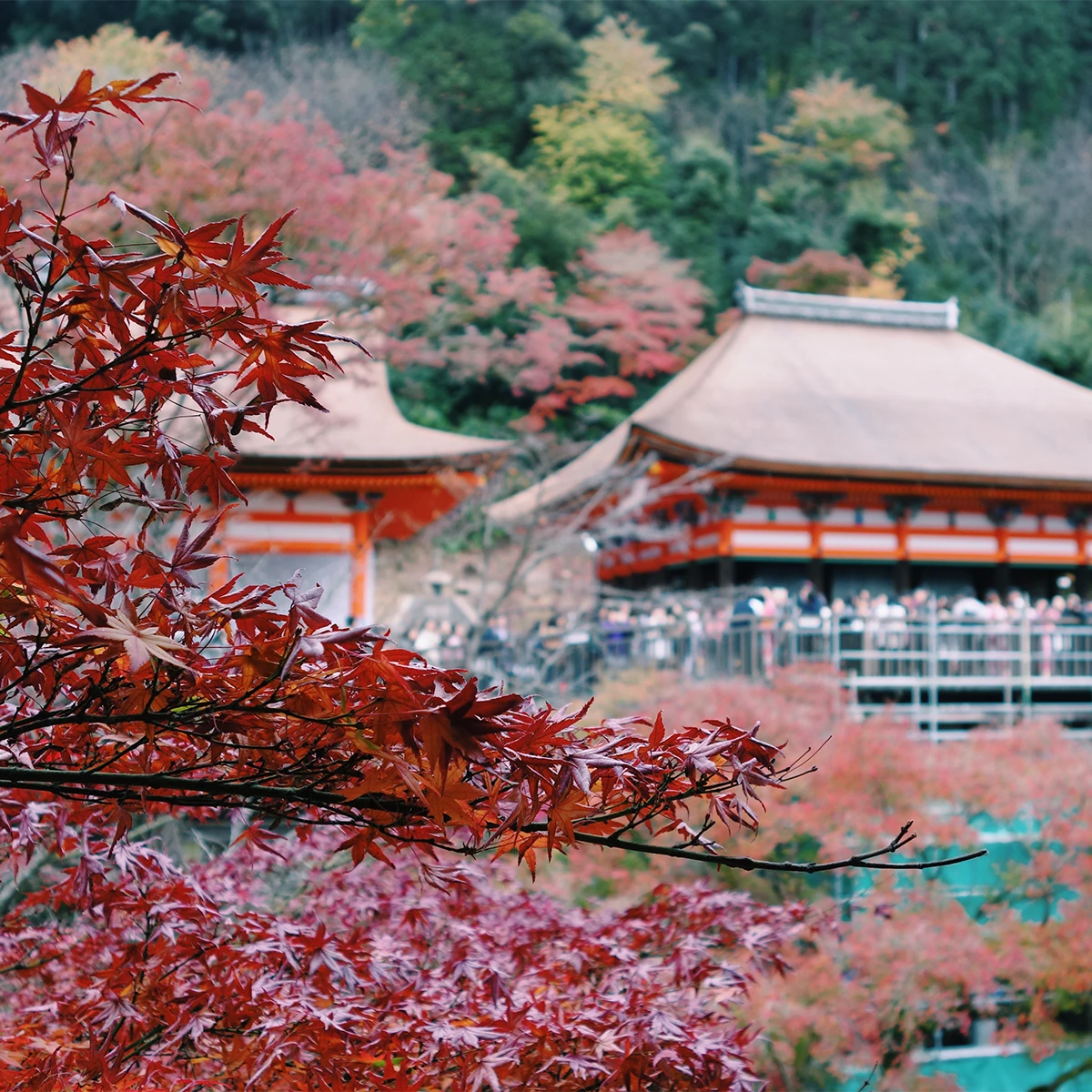 Nara Travel Guide | Insider tips, hidden gems, itineraries and more