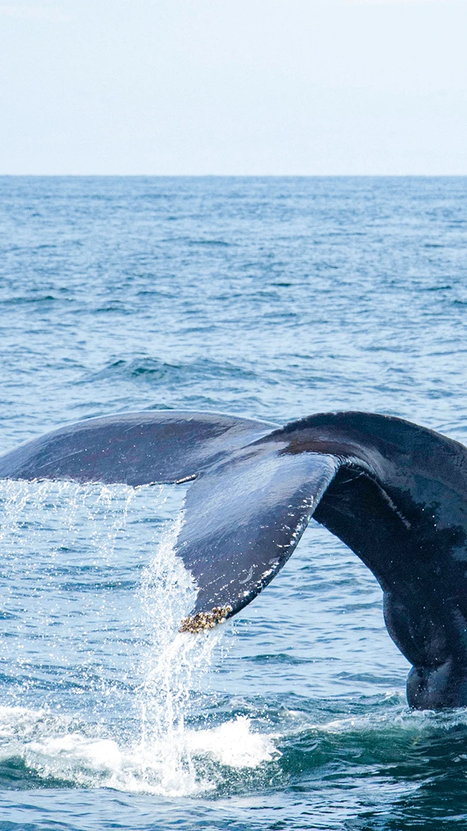 The ultimate guide to whale watching in Norway