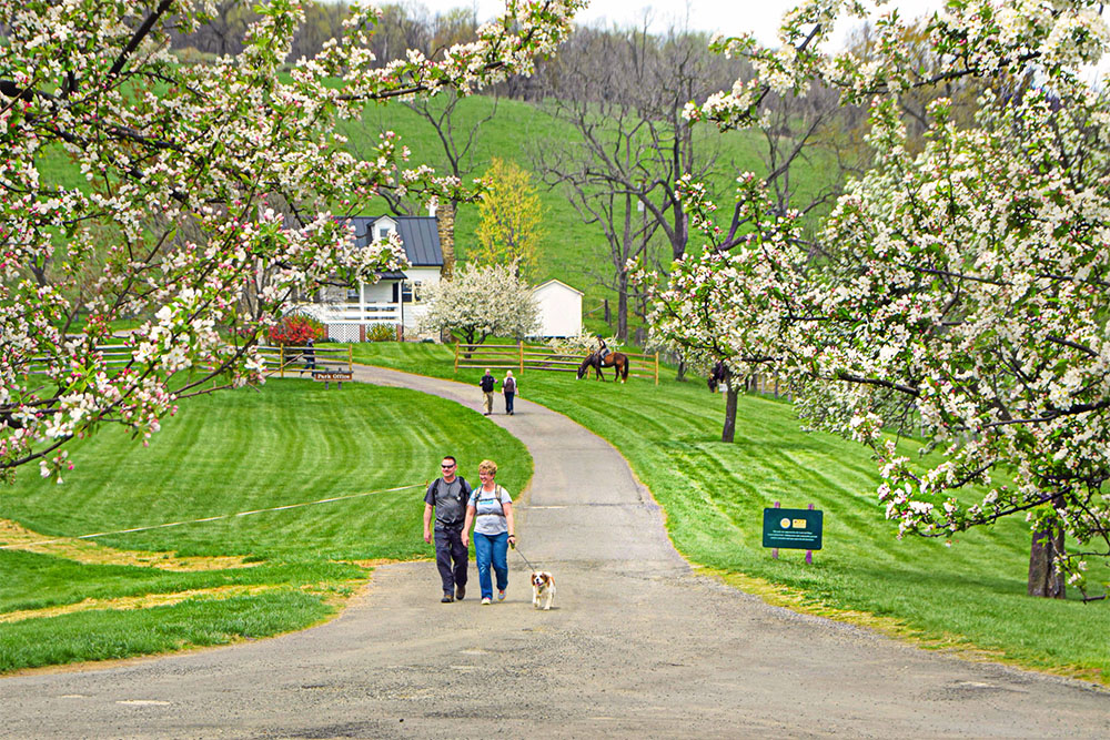 Spring in Virginia: 8 Top Things To Do and See