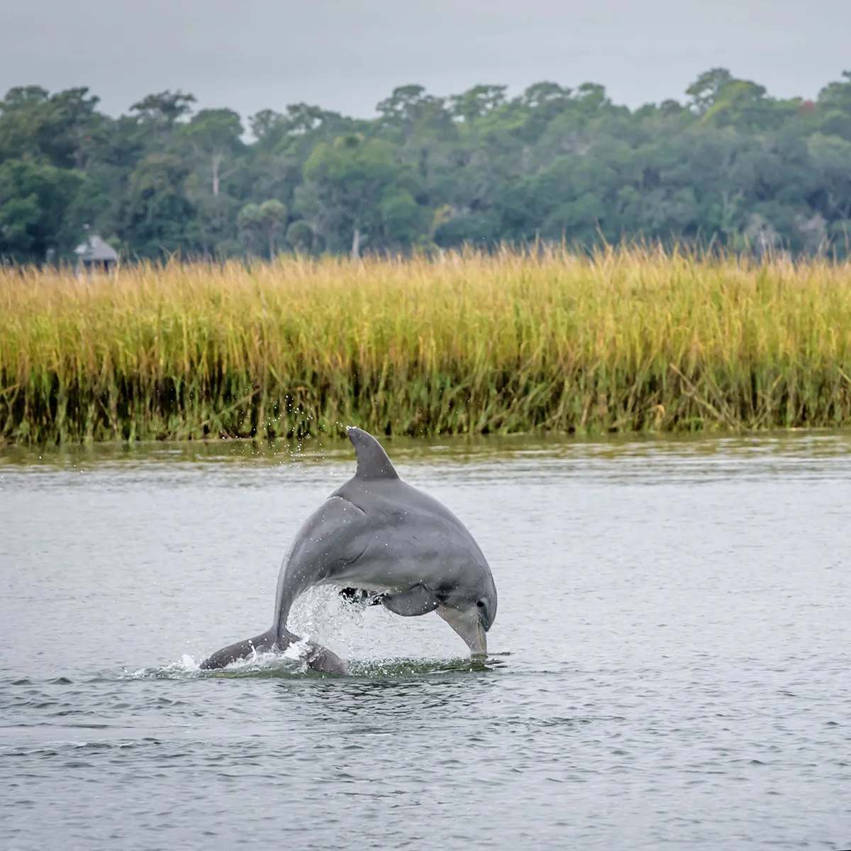 Savannah in summer: best things to do and see
