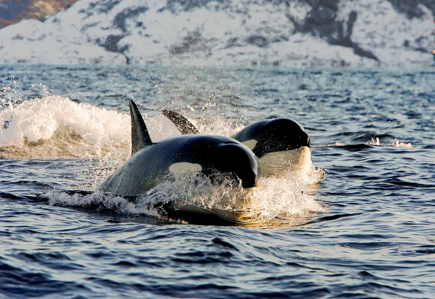 5 Best Locations For Whale Watching In Norway