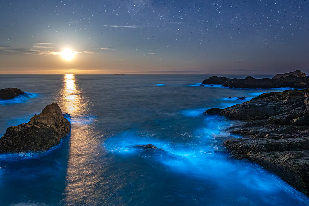 10 Best Bioluminescent Bays In The World