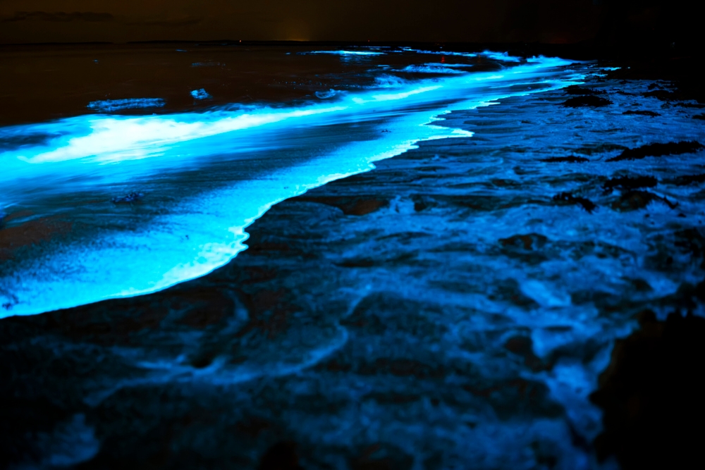 Puerto Rico’s Bioluminescent Bays: Your Questions Answered