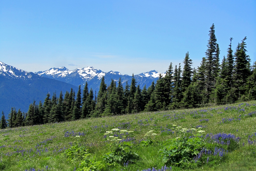 Washington Travel Guide | Insider tips, hidden gems, itineraries and more