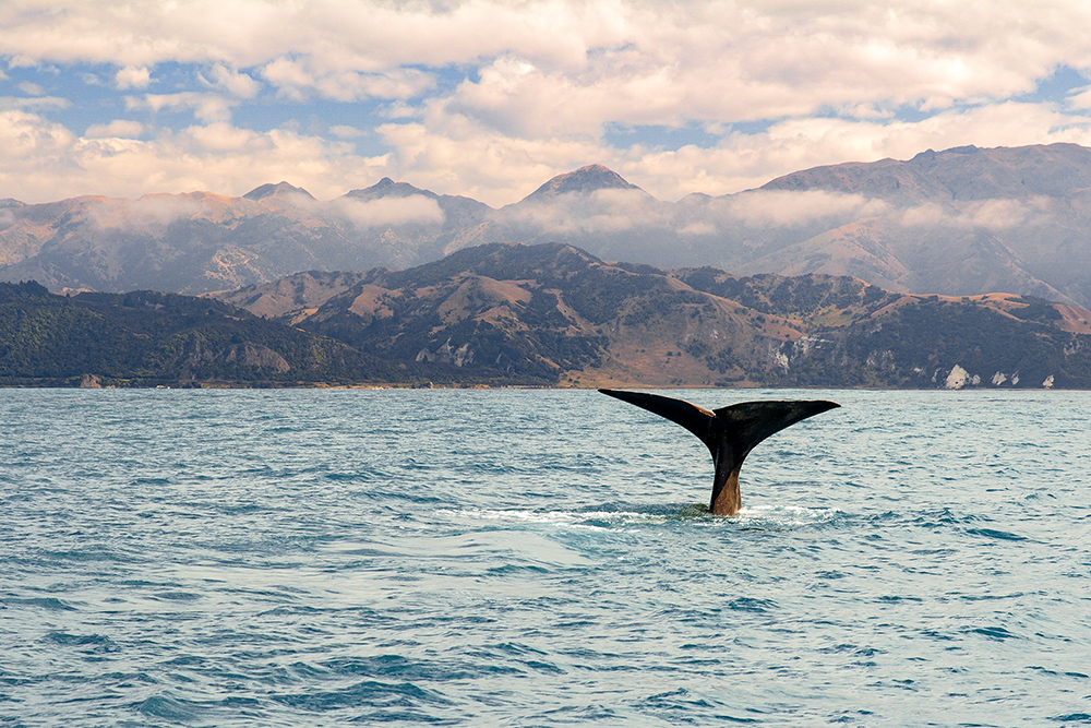 Guide de l'observation des baleines à Kaikoura