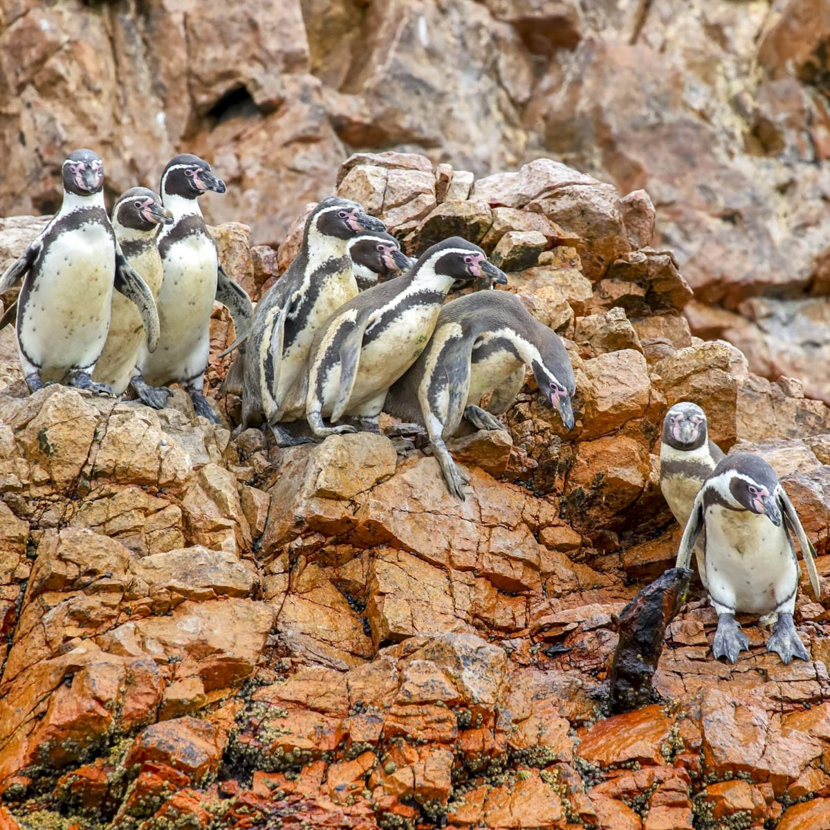 Discover the top 10 wonders of Peru: an in-depth guide