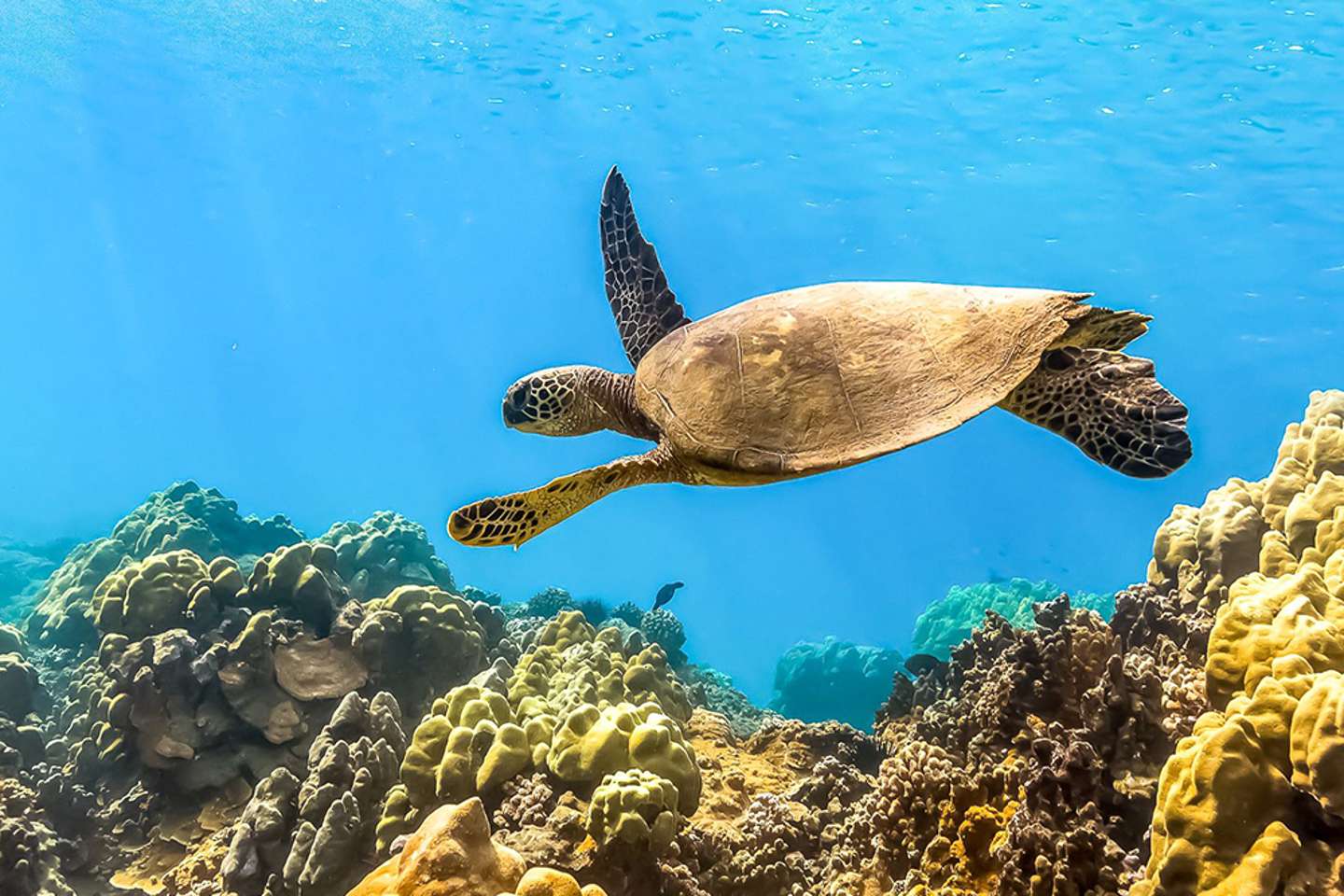 8 uovertrufne aktiviteter på Hawaii