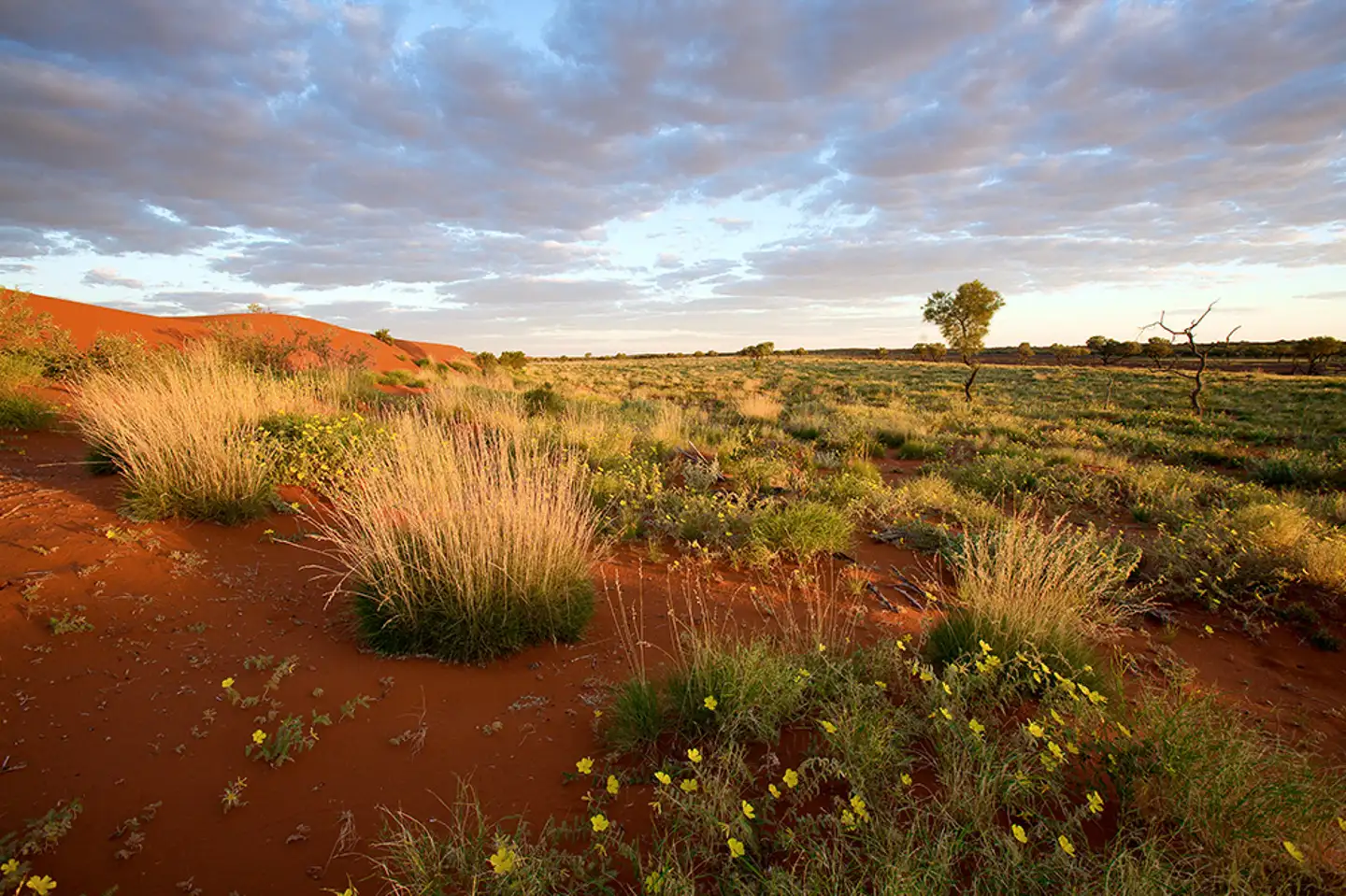 australian outback