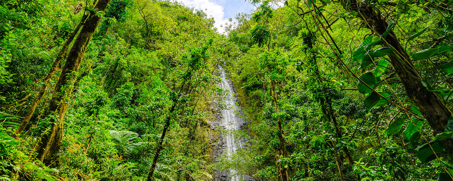 Guide to Visiting Manoa Falls: Travelers’ Questions Answered