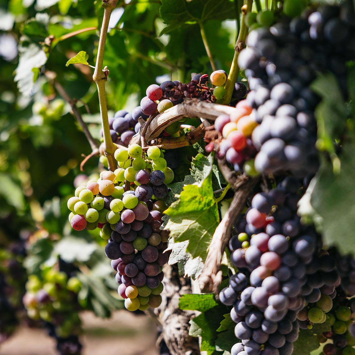 Top 7 under the radar US wine destinations