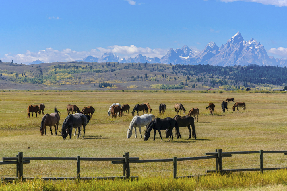 Summer in Wyoming: What to See and Do