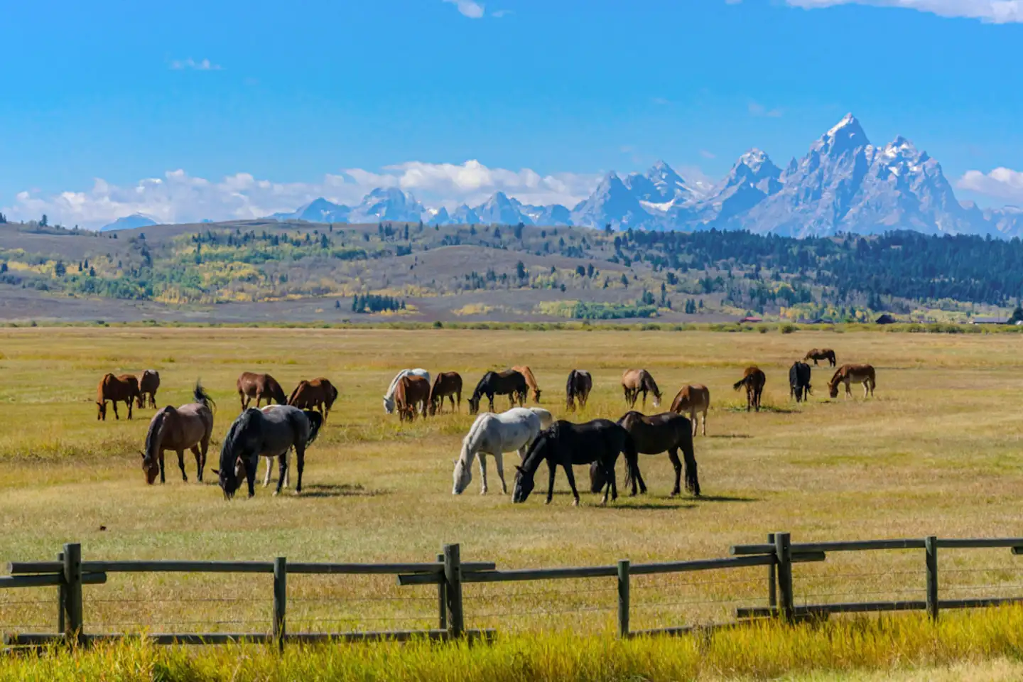 Summer in Wyoming: What to See and Do