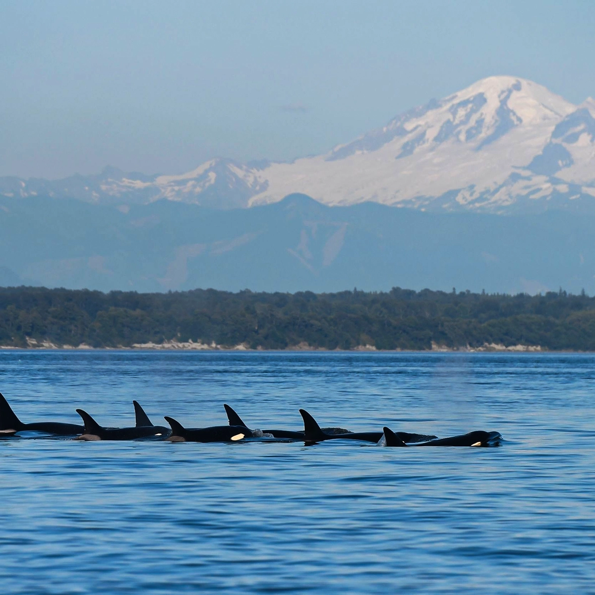 Seattle in summer: best things to do and see