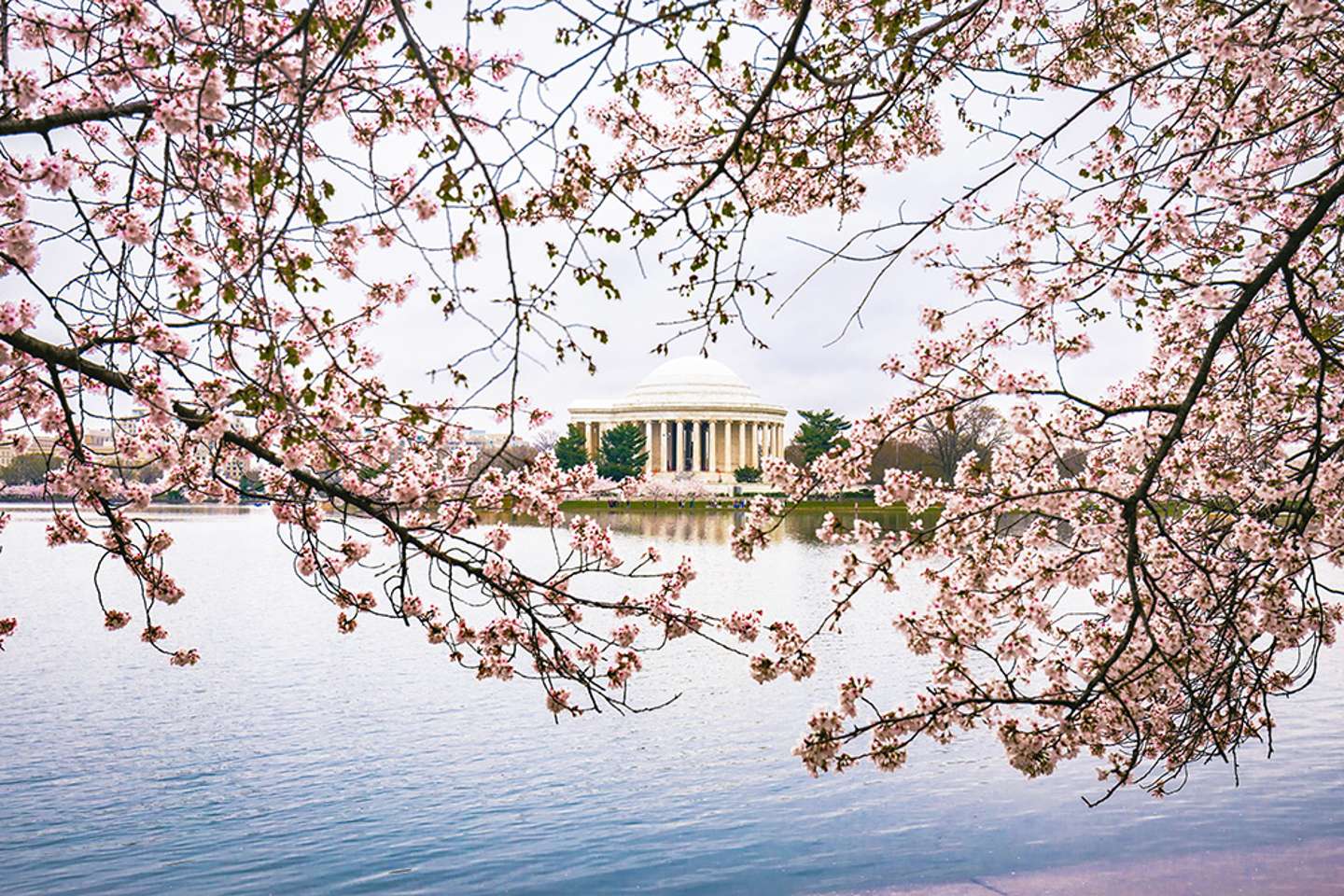 Washington na primavera: O que você pode fazer e ver