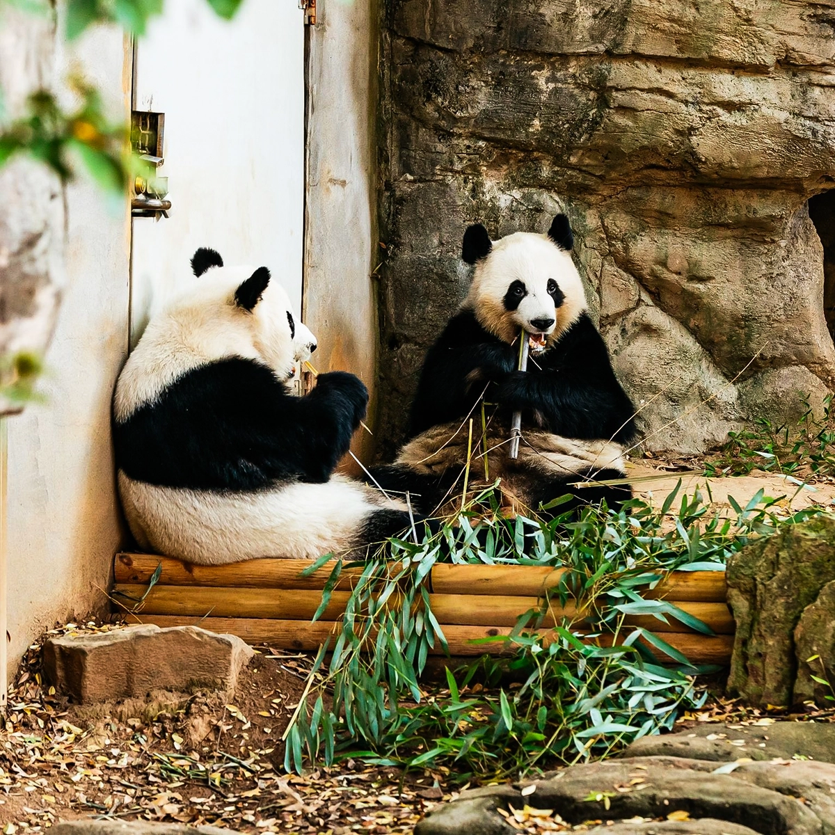 Best places to visit in Atlanta: top attractions you don't want to miss