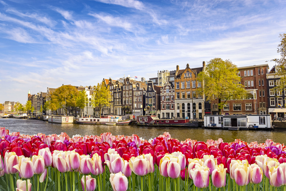The Amsterdam Tulip Festival Guide: Everything You Need to Know
