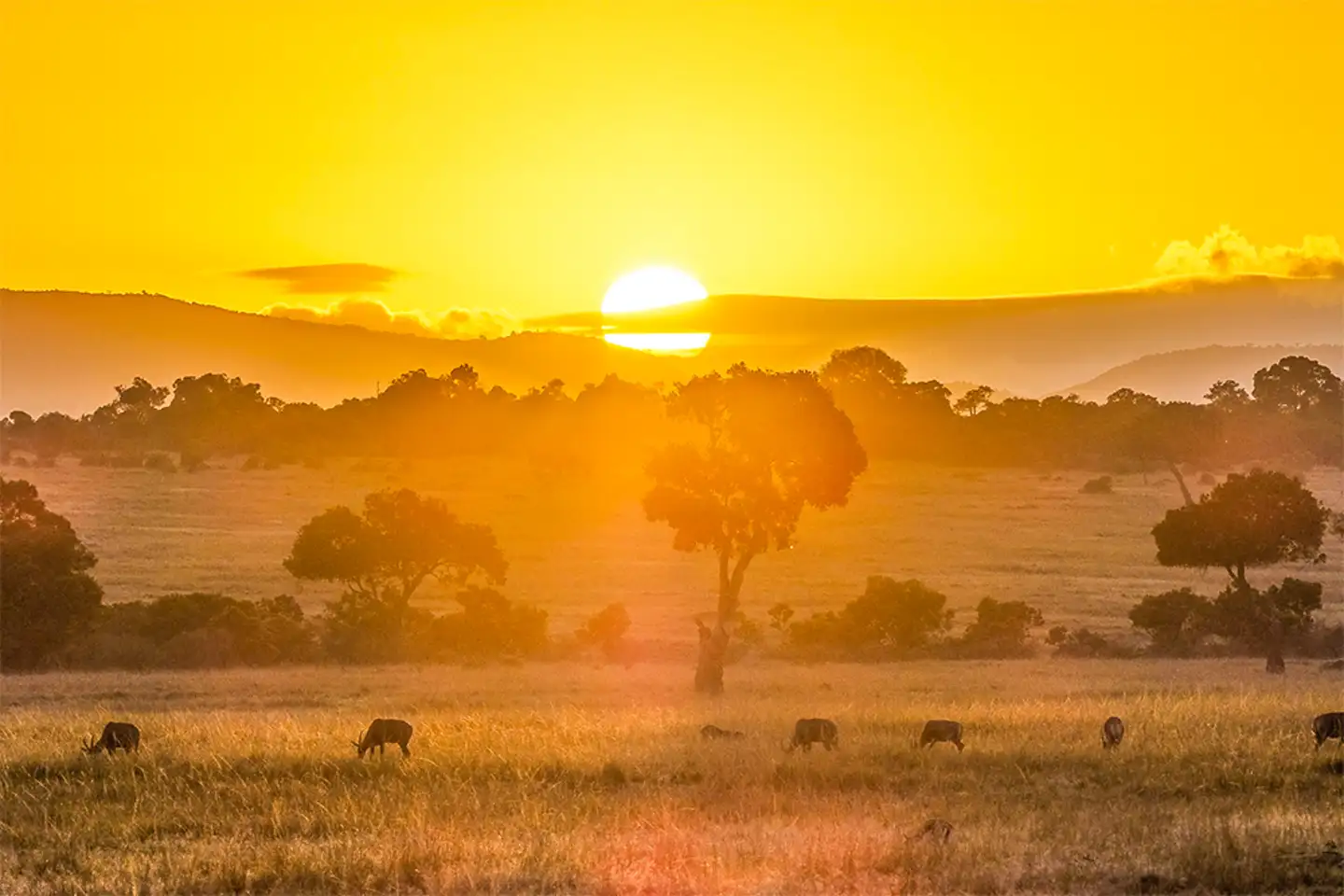 Il momento migliore per visitare il Masai Mara in ogni stagione