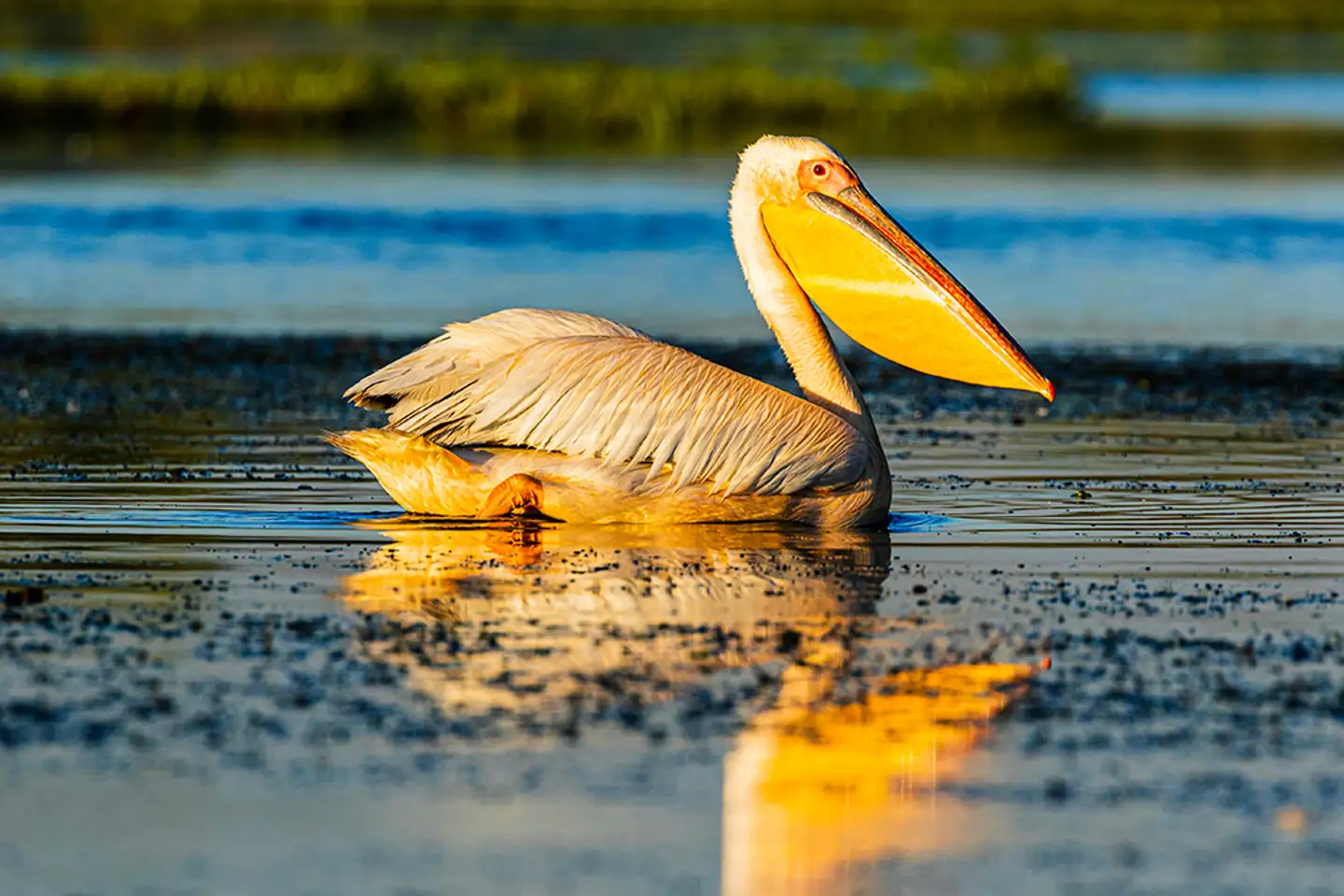 The best places to see wildlife: a travel writer’s tips