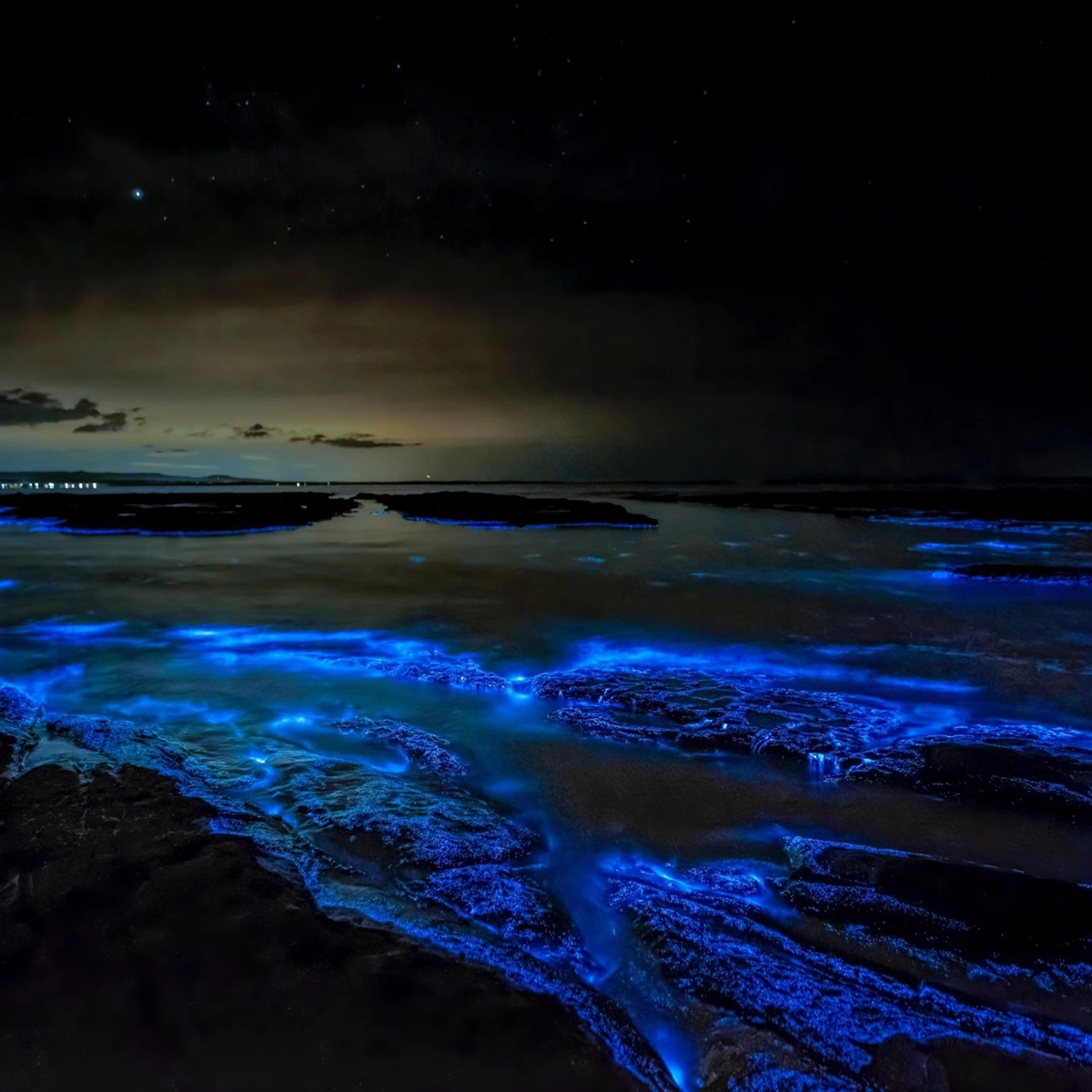 9 Best Bioluminescent Bays In The World And How To See Them
