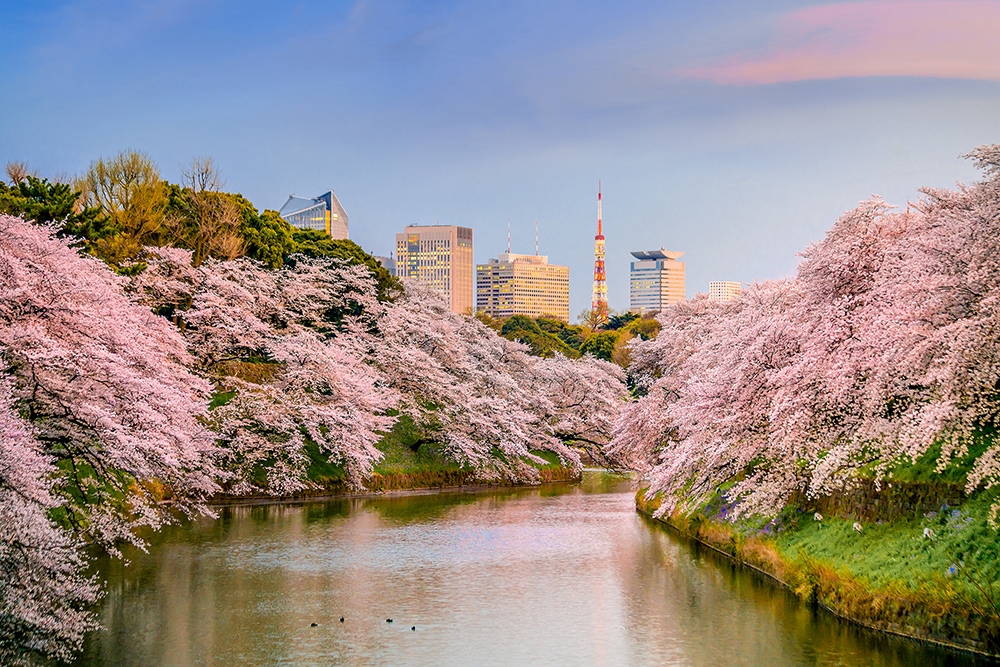 Tokyo in March: Everything You Need To Know