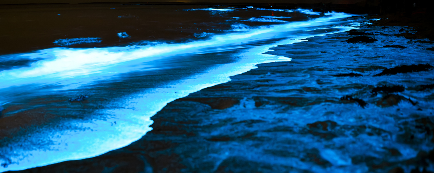 Puerto Rico’s Bioluminescent Bays: Your Questions Answered