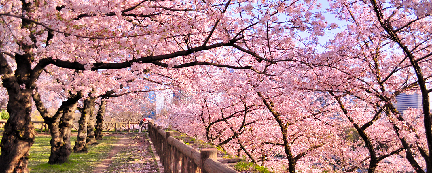 Top 7 Best Places to See Cherry Blossoms