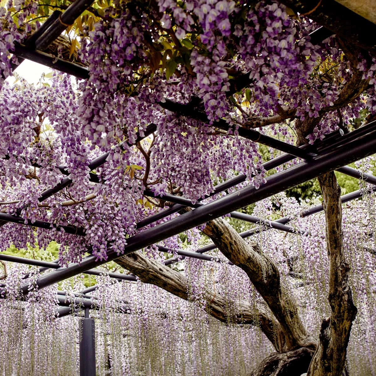 The ultimate guide to the best experiences in Kyoto