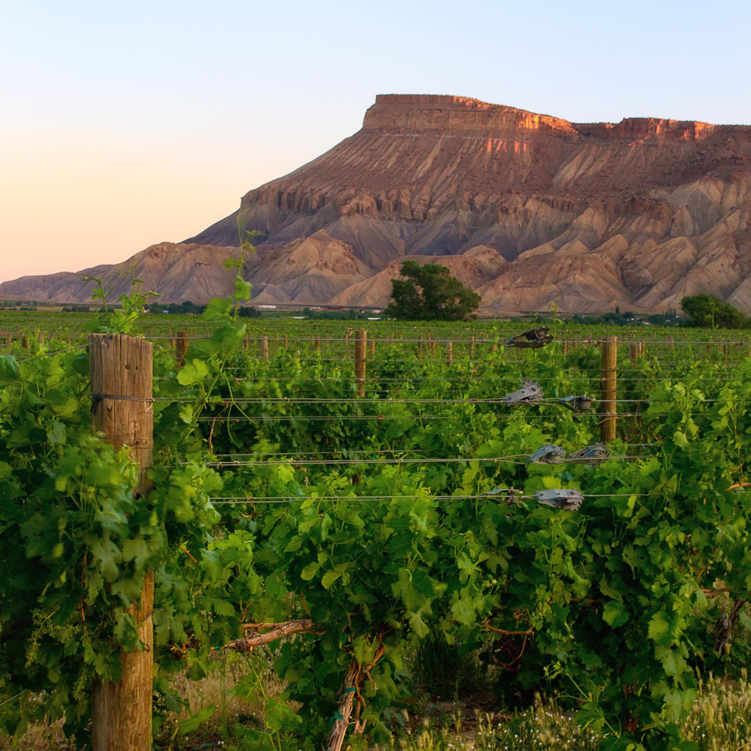 Top 7 under the radar US wine destinations