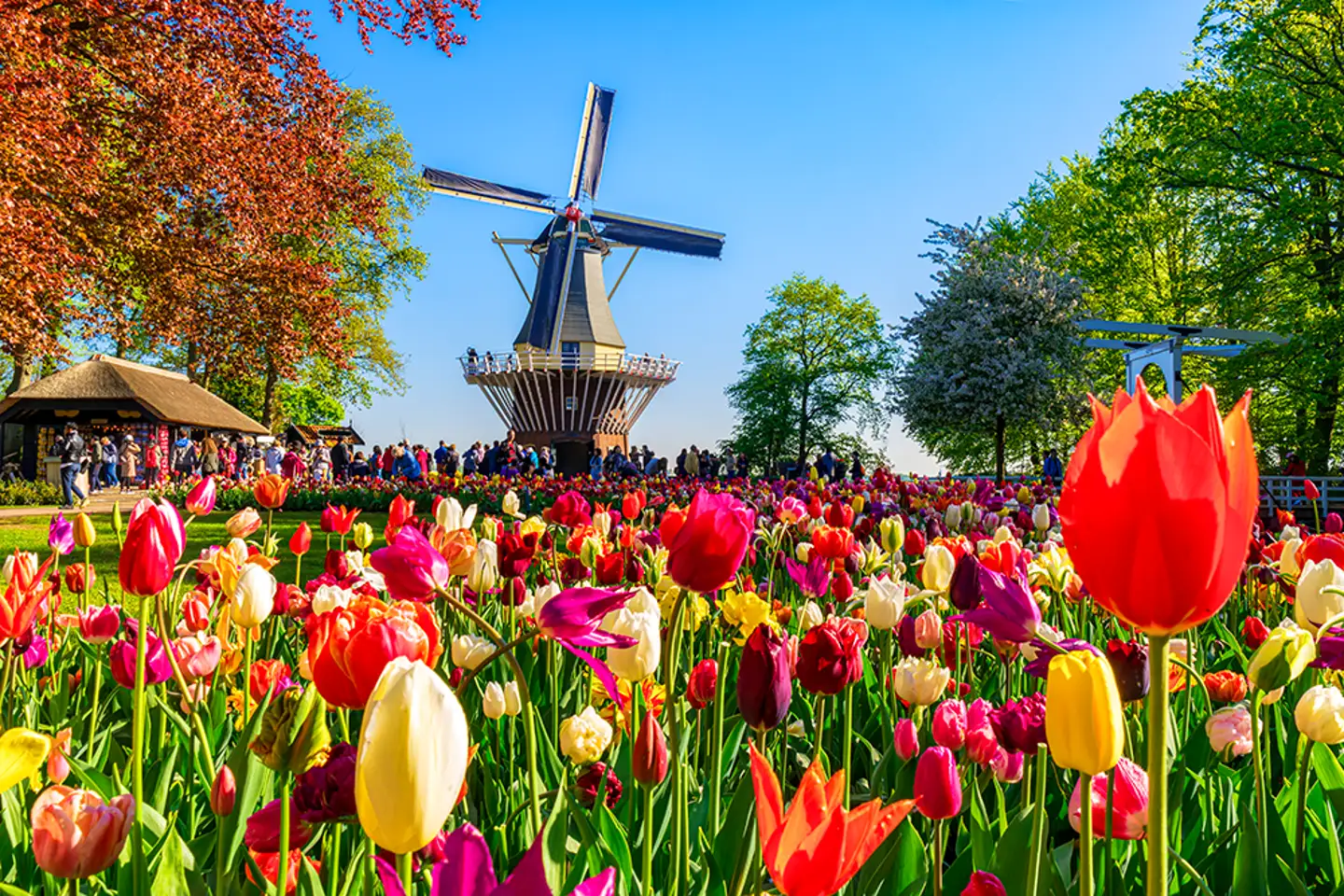 Essential 2025 Guide to Visiting Keukenhof: The Garden of Europe