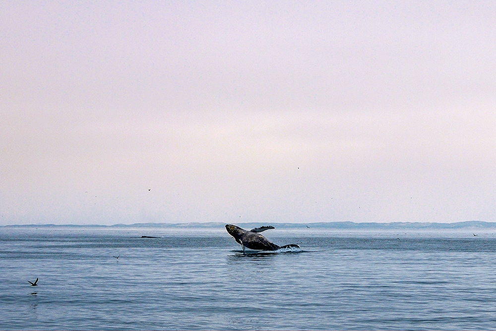 Tu guía para avistar ballenas en California
