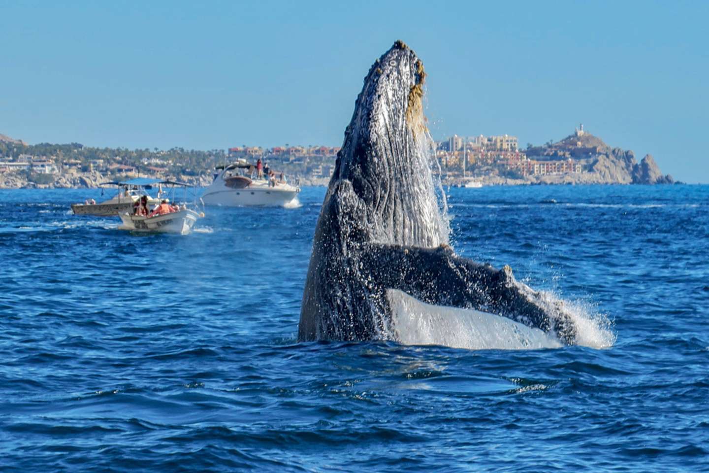 Whale Watching in Mexico: An Essential Guide