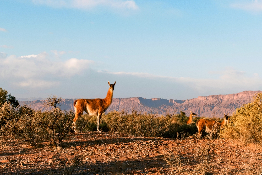 10 Best National Parks in Argentina for Nature Lovers