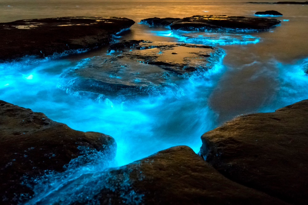 9 Best Bioluminescent Bays In The World And How To See Them