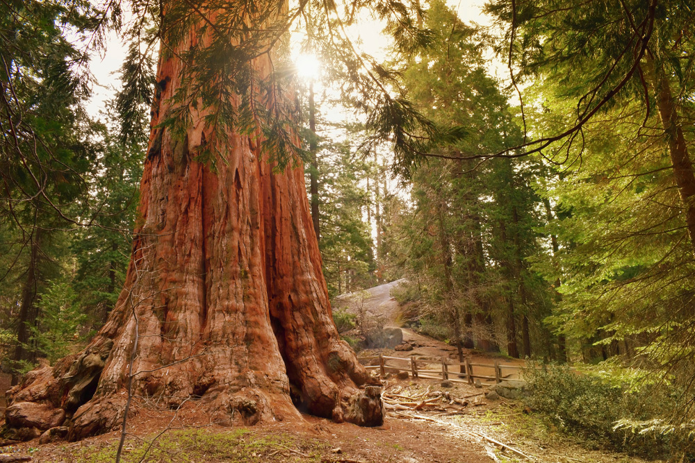 Best Time to Visit Sequoia and Kings Canyon National Park