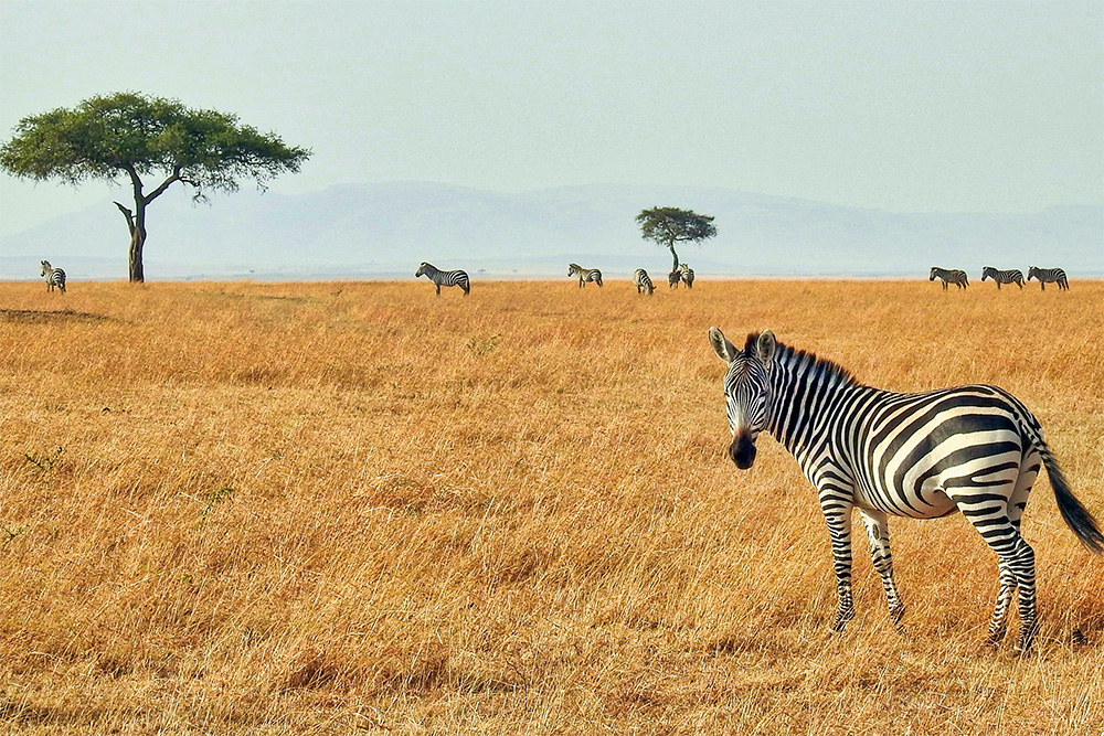 The 12 Must-Visit National Parks in Africa
