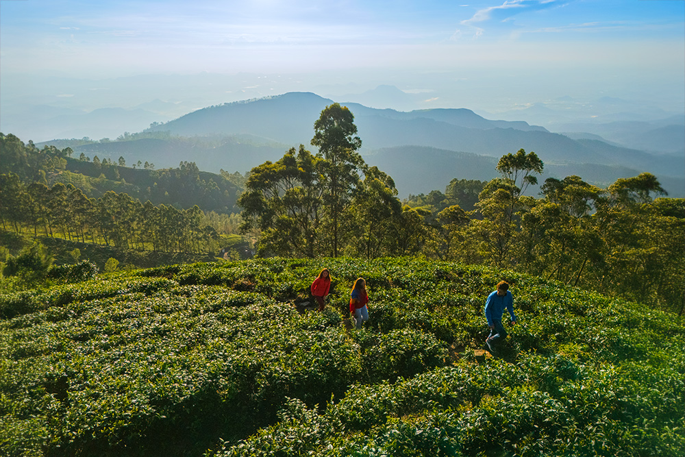 Ella Travel Guide | Insider tips, hidden gems, itineraries and more