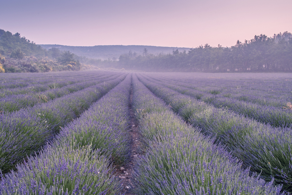 Os 10 melhores campos de lavanda do mundo