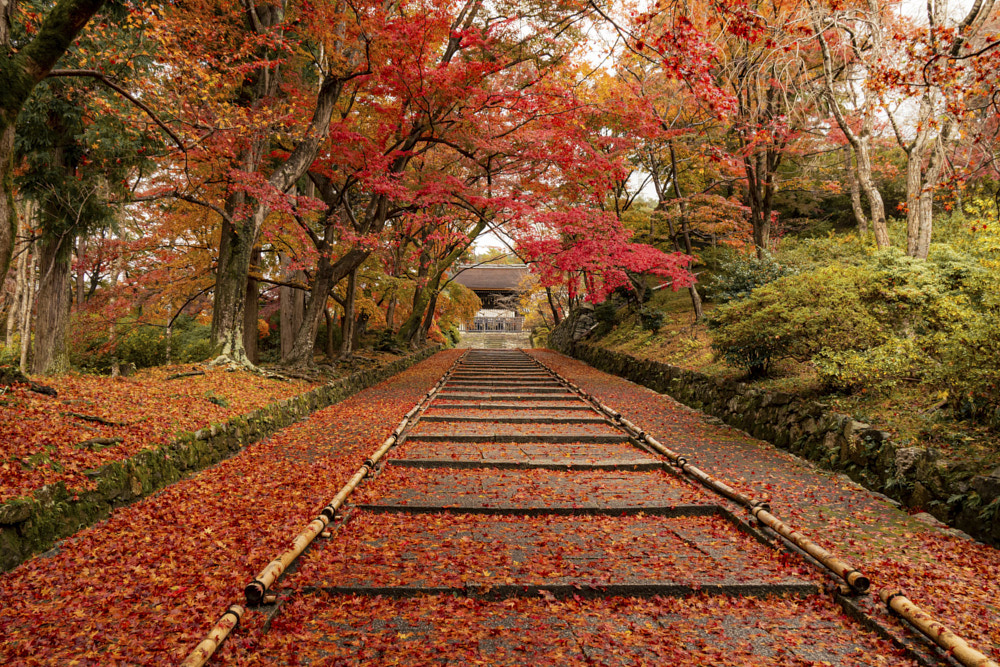 Le meilleur moment pour visiter le Japon : Guide mois par mois