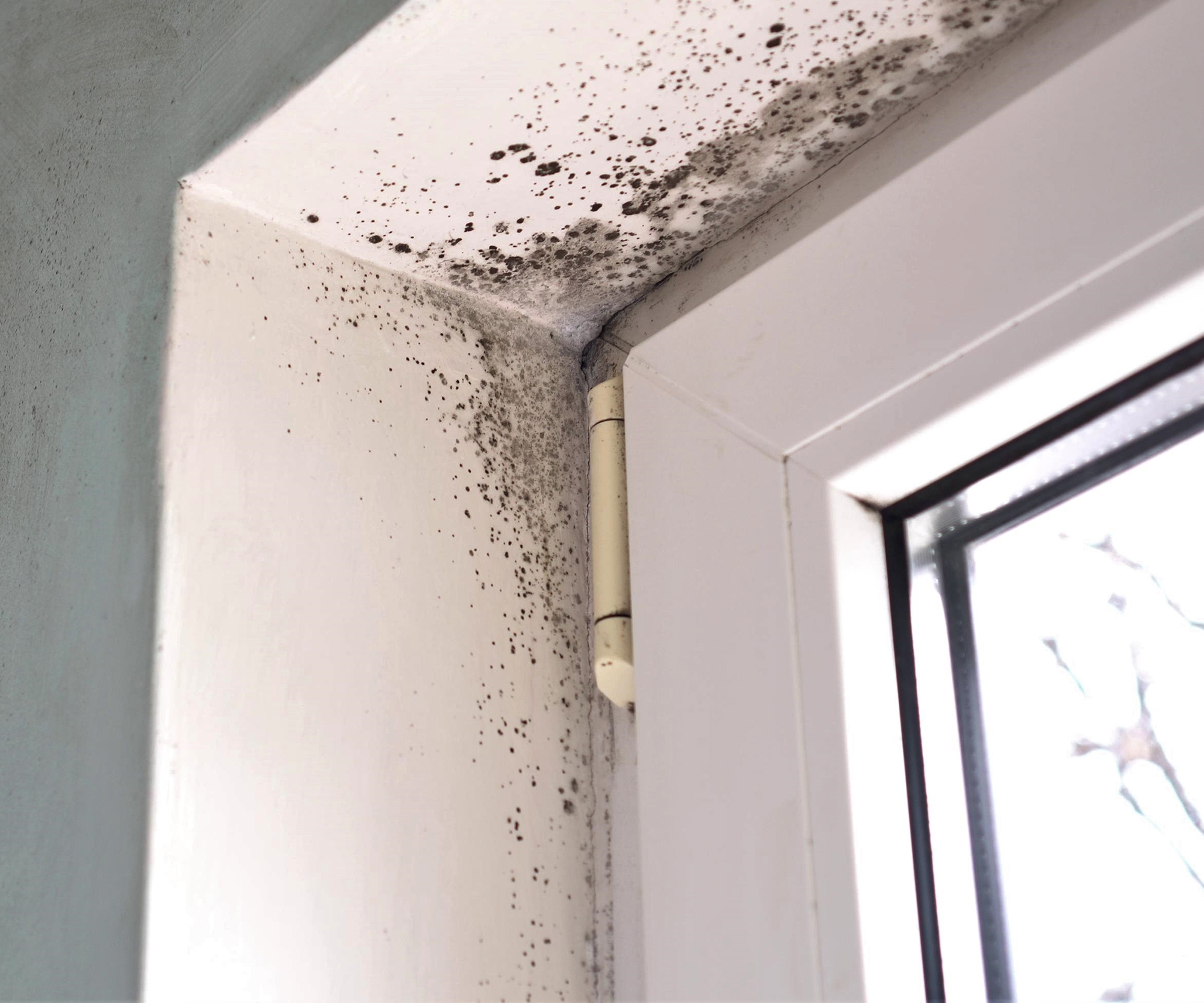 Mold Damage Tips - Until Help Arrives | SERVPRO