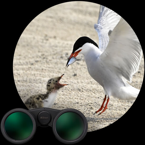 Shop All Nikon Binoculars Monarch M5 | Nikon USA