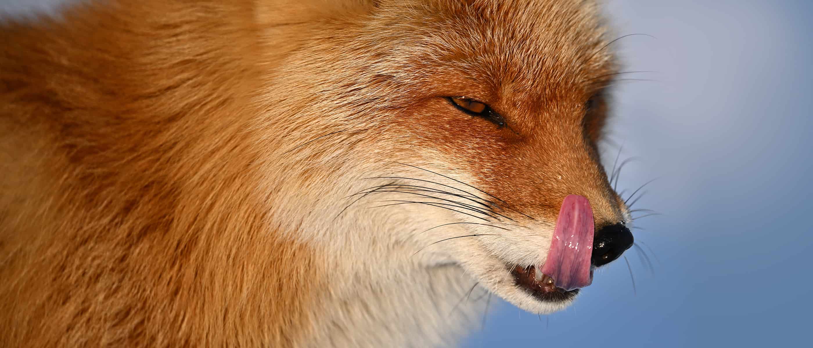 Nikon NIKKOR Z 400mm f/4.5 VR S | Mirrorless Lenses | Nikon USA