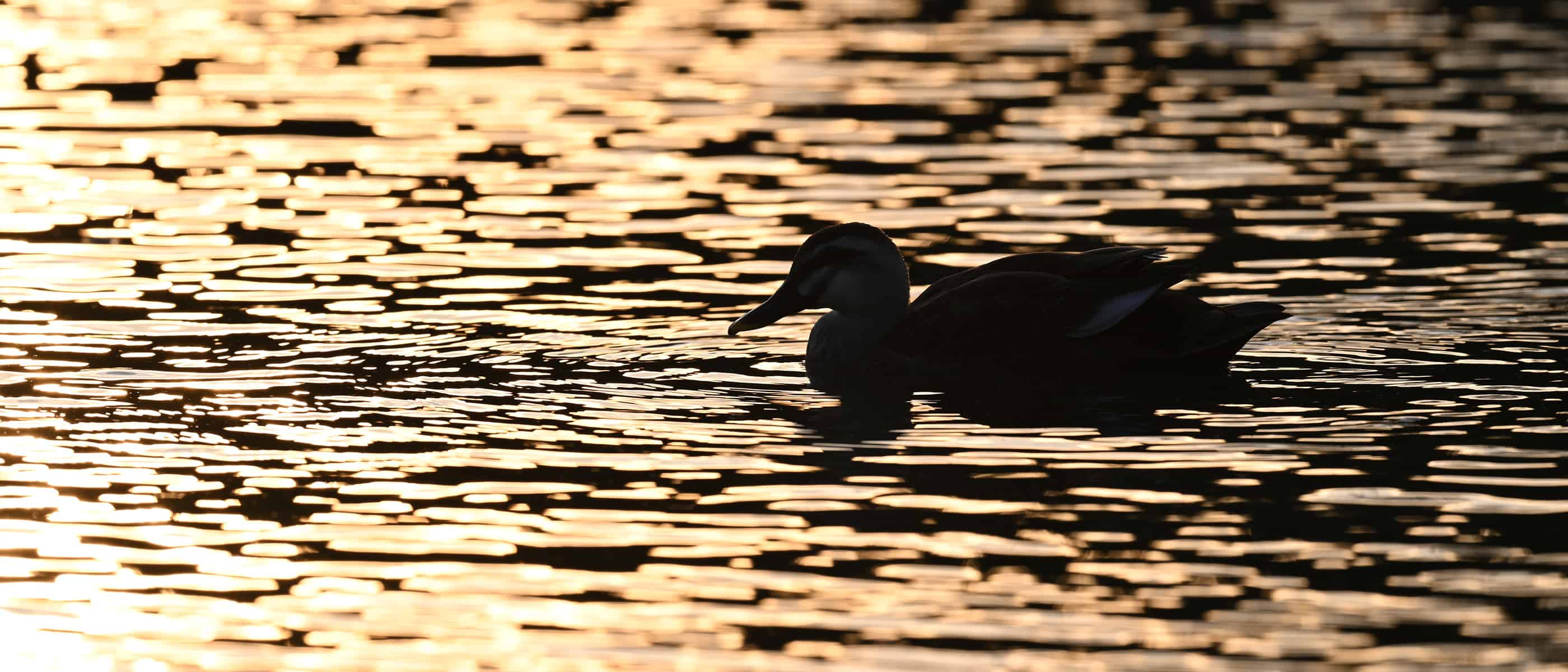 Nikon NIKKOR Z 600mm f/4 TC VR S | Mirrorless Lenses | Nikon USA