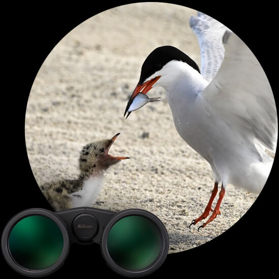 Shop All Nikon Binoculars Monarch M5 | Nikon USA